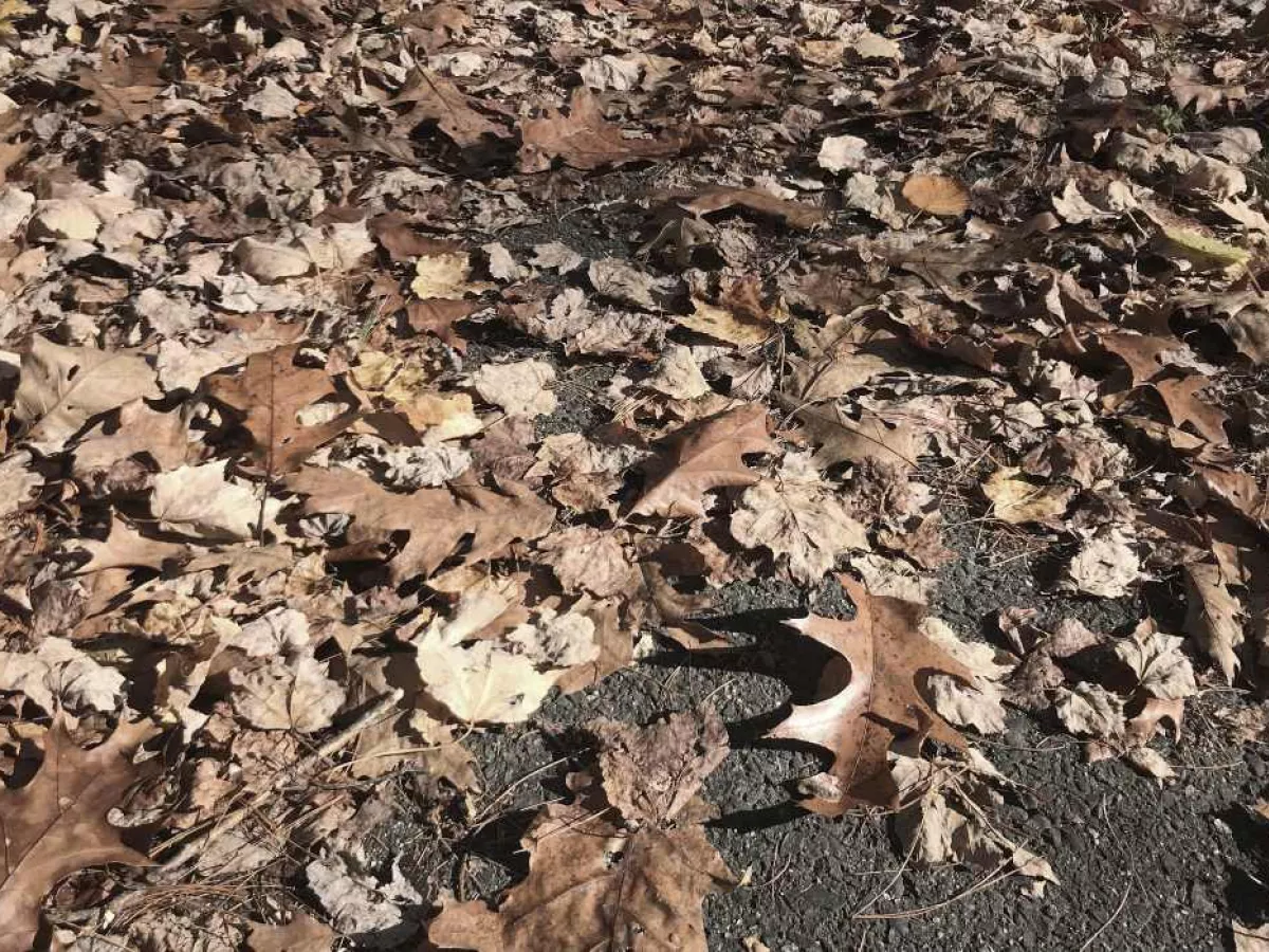 Slip and Fall Accident on Leaves: Autumn’s Hidden Danger
